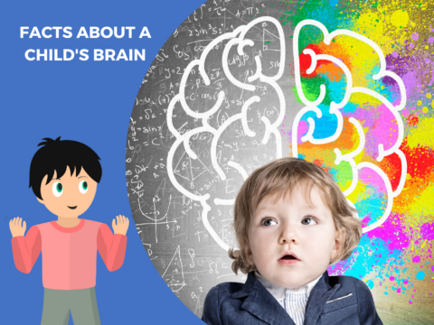 How does your child's brain grow between the ages of 5 and 8? - Dynseo